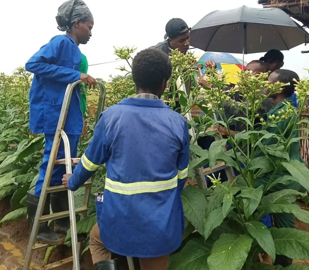 Mwimba College of Agriculture – MWICA