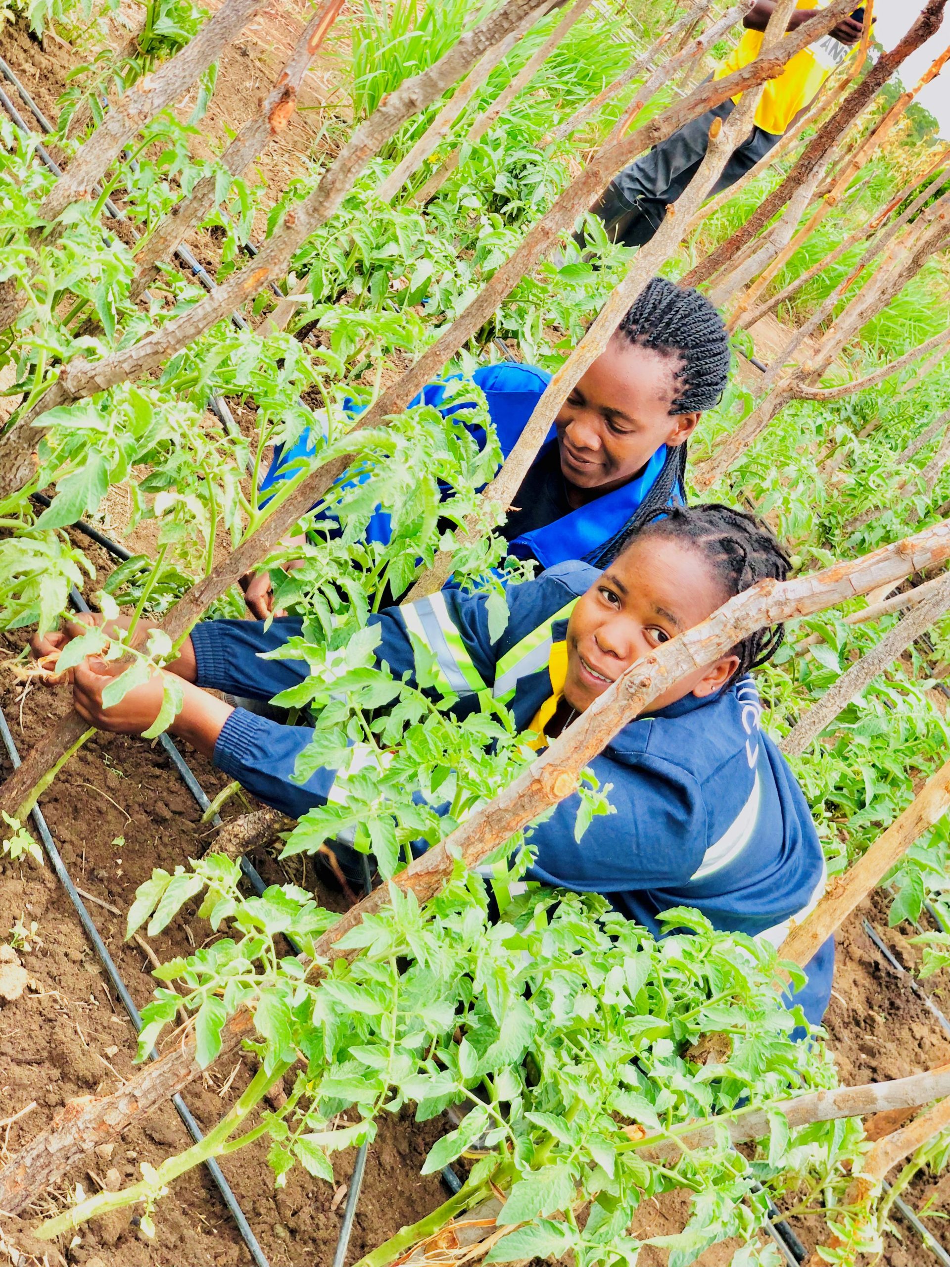Mwimba College of Agriculture – MWICA